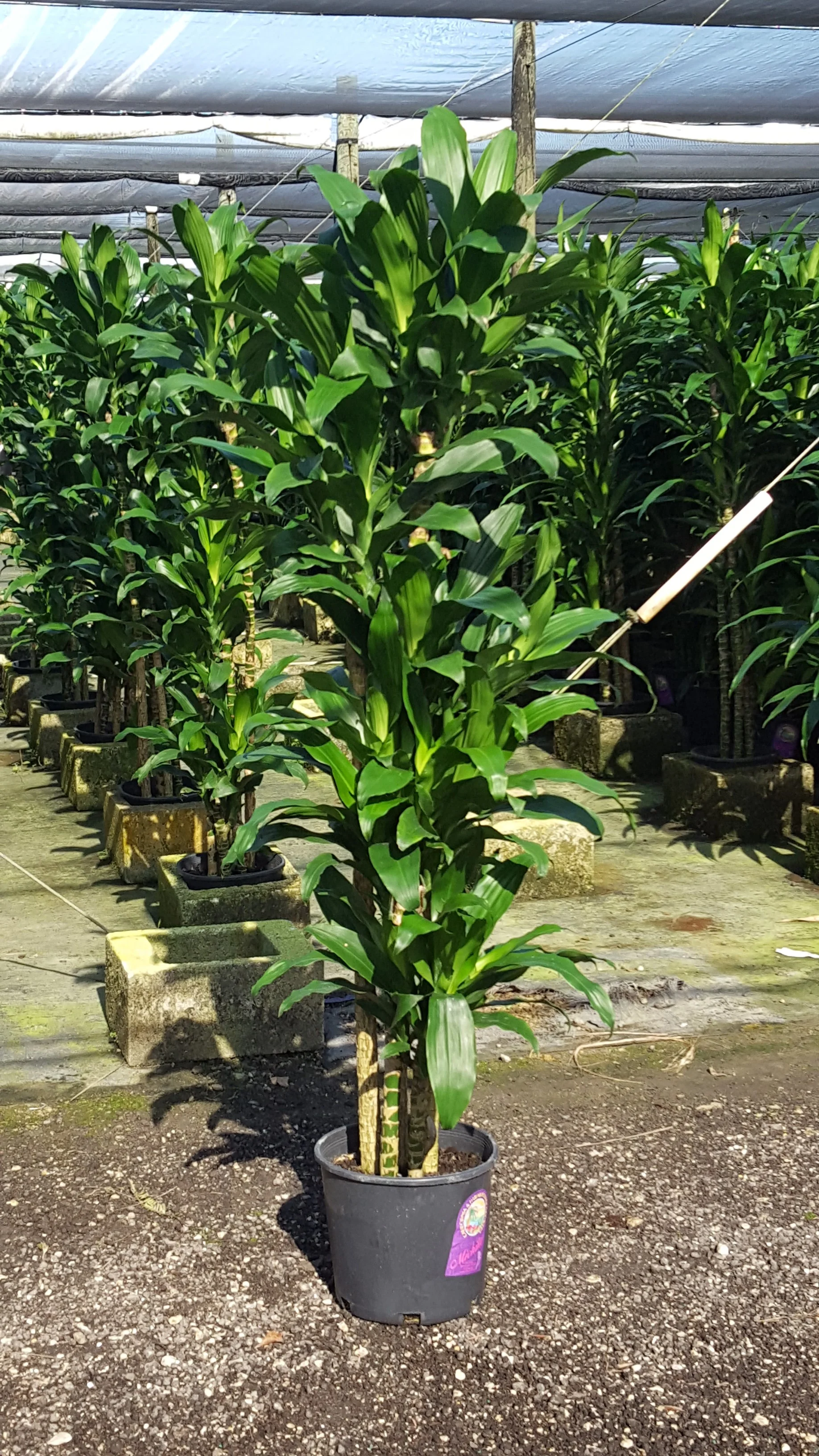 Hawaiian Gallery — Berneckers