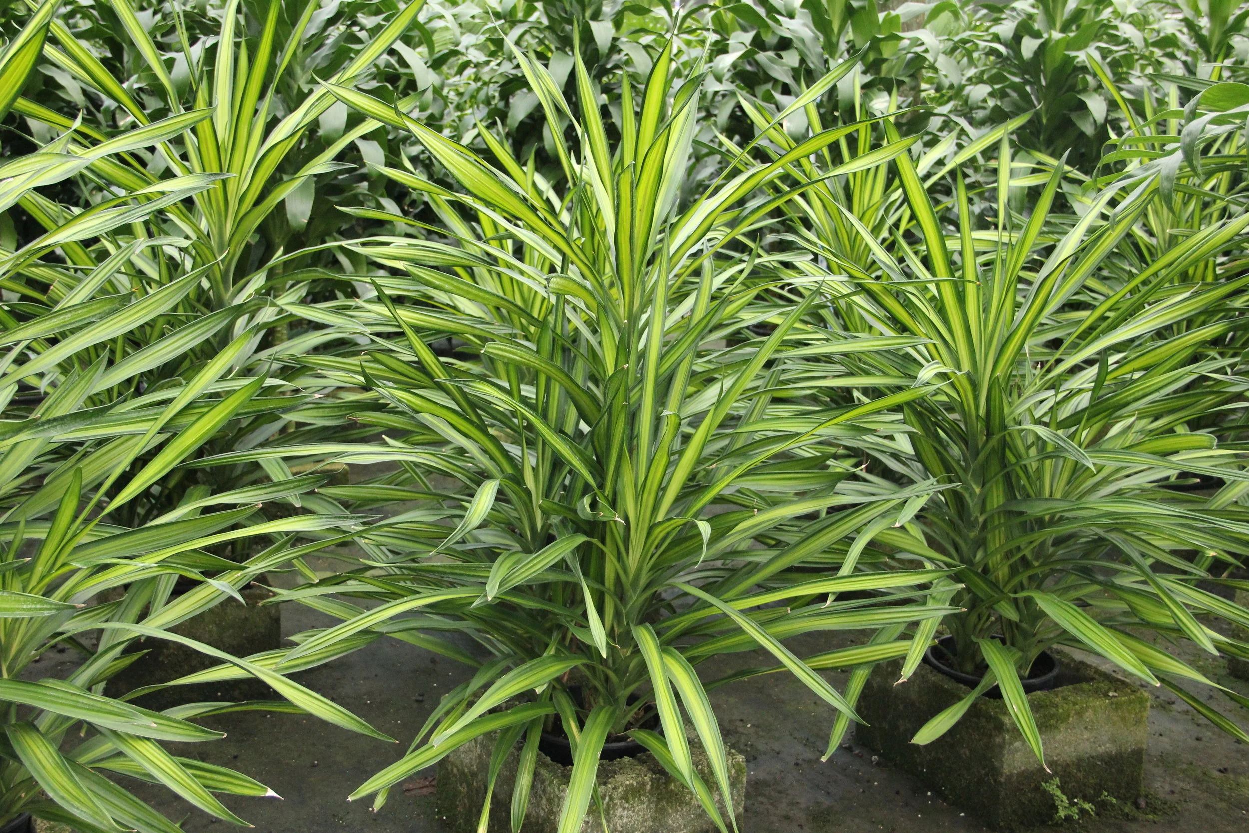 Hawaiian Gallery — Berneckers