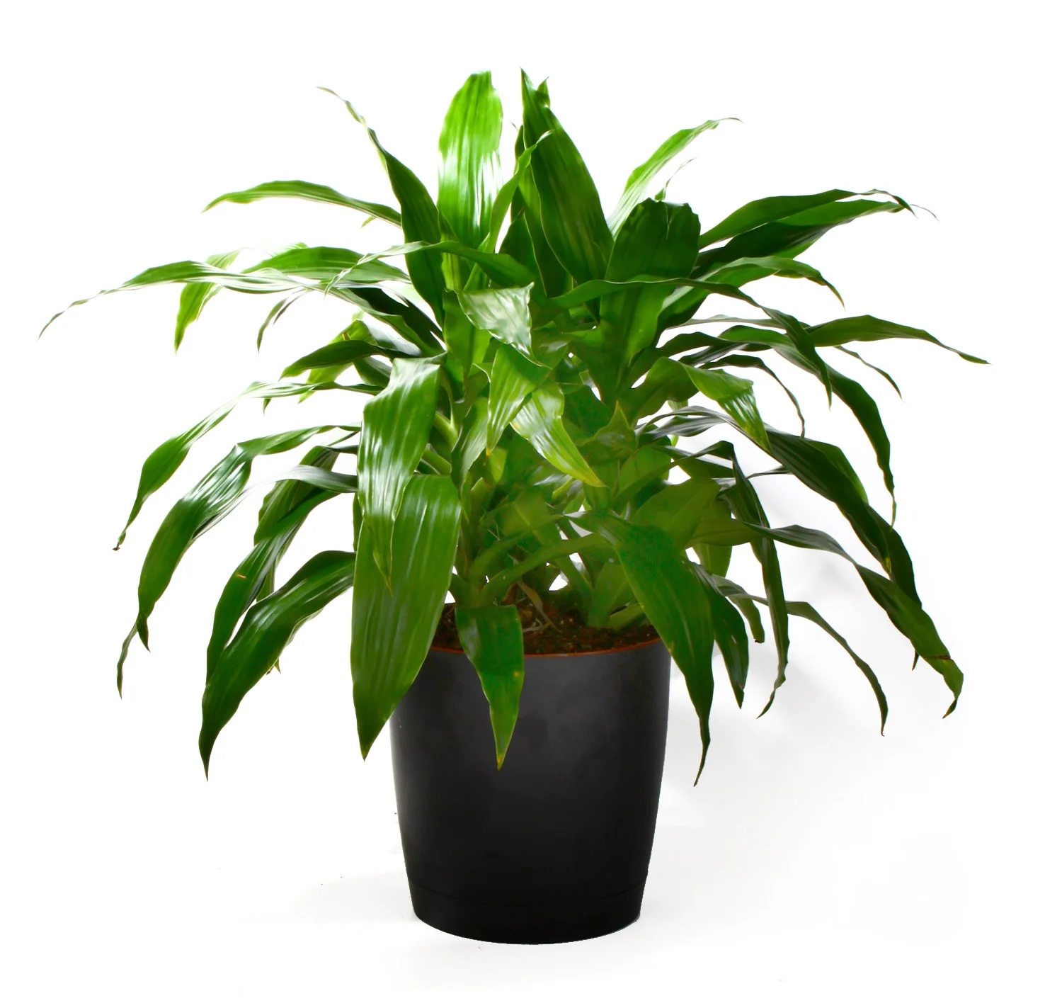 Foliage Gallery — Berneckers