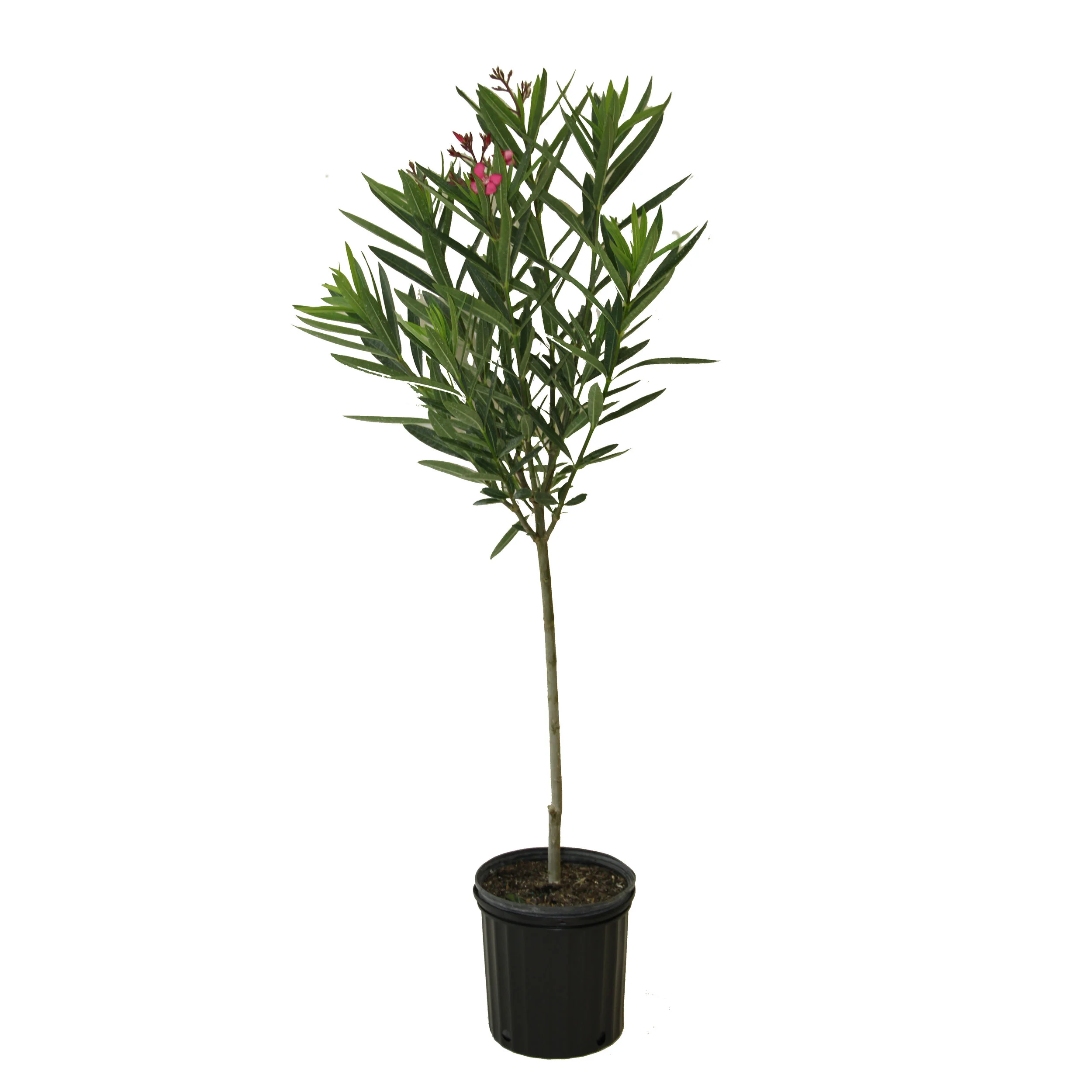 Blooming Gallery — Berneckers