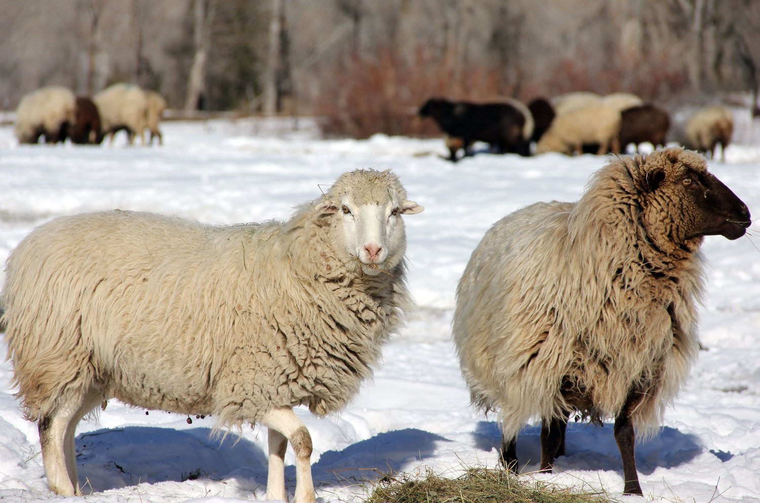 The Sheep — Tierra Wools