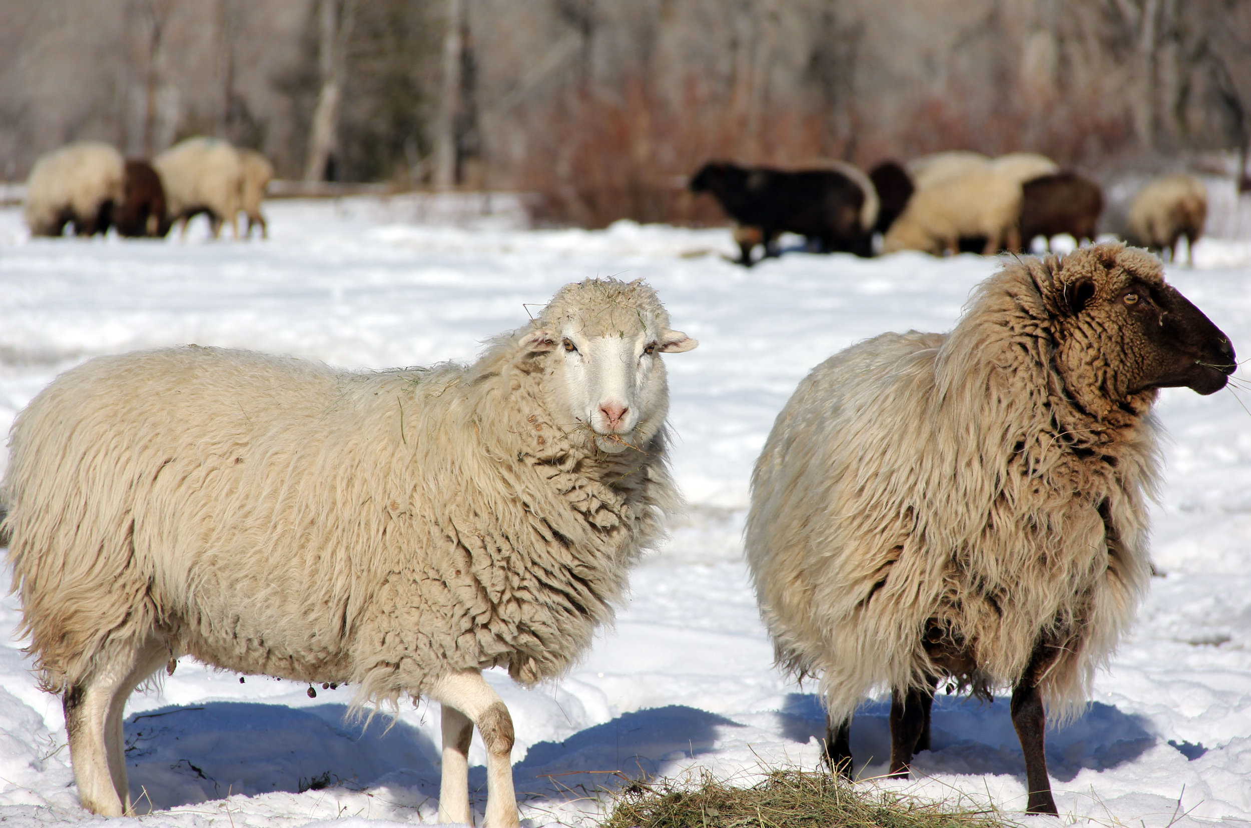 The Sheep — Tierra Wools
