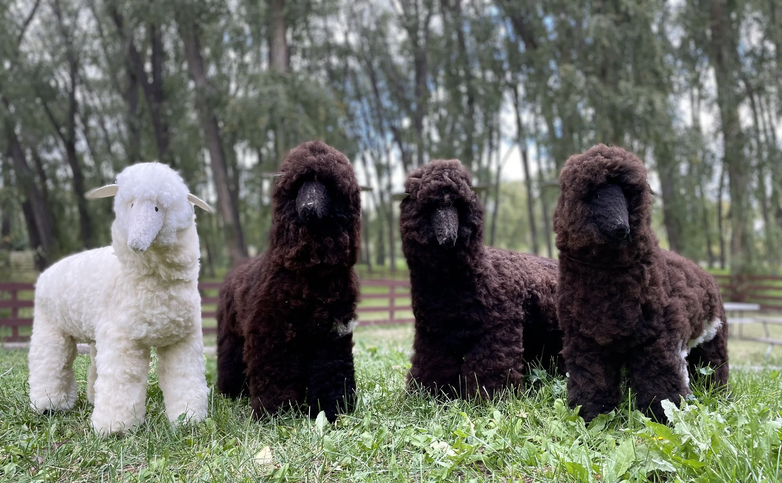 Shop — Tierra Wools