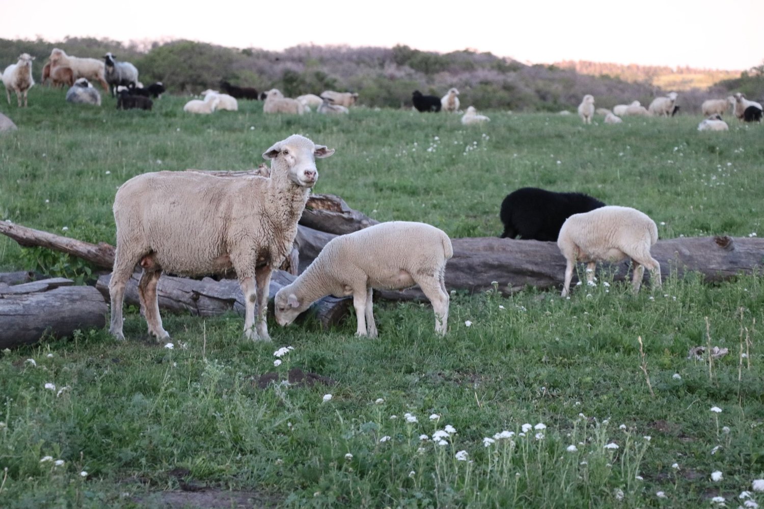 Blog — Tierra Wools