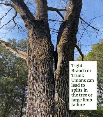 Chop Nashville Tree Service