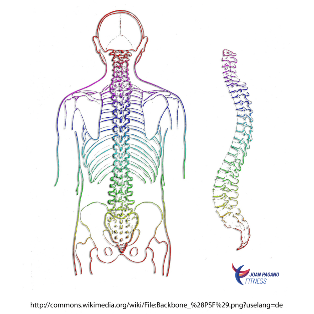Spine Alignment Exercises — Joan Pagano Fitness