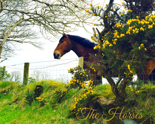 The Horses — Ireland Equestrian Tours