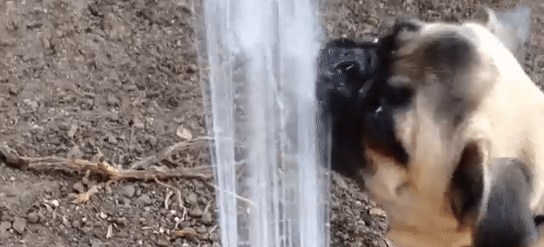 Dogs Drinking Water Gif