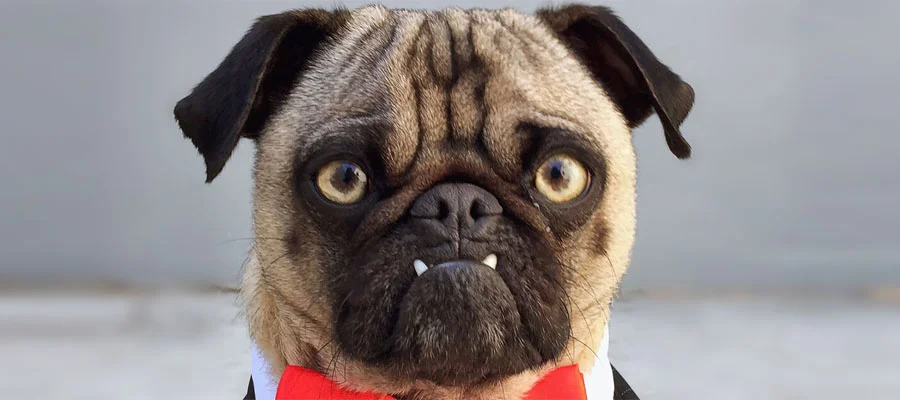 mean — All About Pugs, Pug Puppies, and Pug Mix Breed — WEIRD WORLD