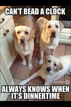 27 Black Lab Dog Jokes — Pug Party