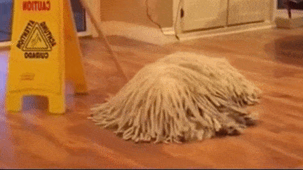 MOP DOG! THE DOG WITH DREADS — Pug Party