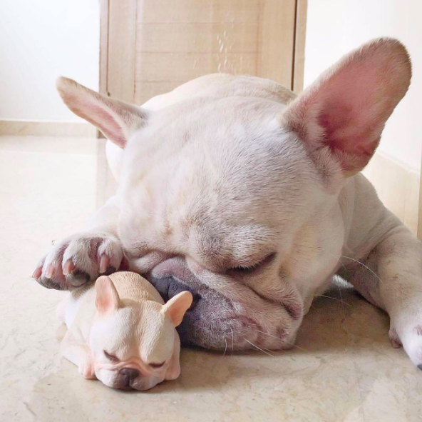CUTEST FRENCHIE FRENCH BULLDOG PUPPY IN THE WORLD! — WEIRD WORLD