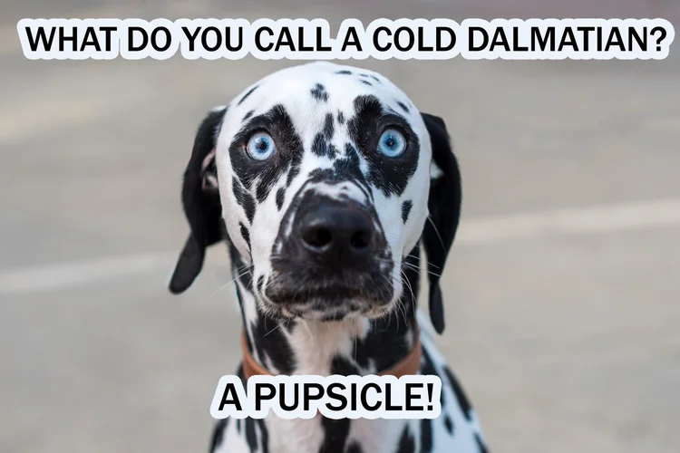 Do Dalmatians Smell