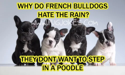 Funny French Bulldog Meme