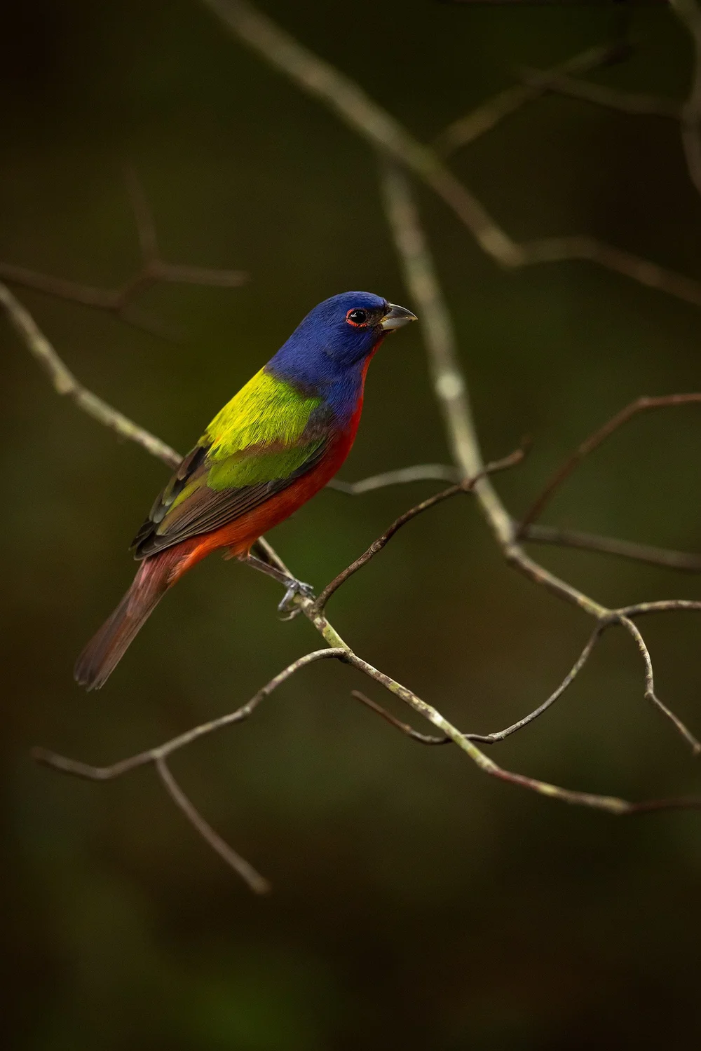 Florida Bird Photography Workshop - James Neihouse Photography Workshops