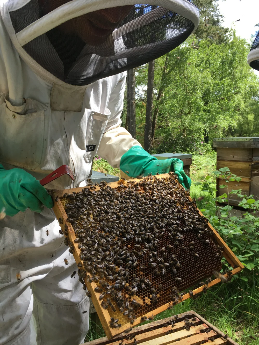 Learn about the story of The Noble Bee — The Noble Bee