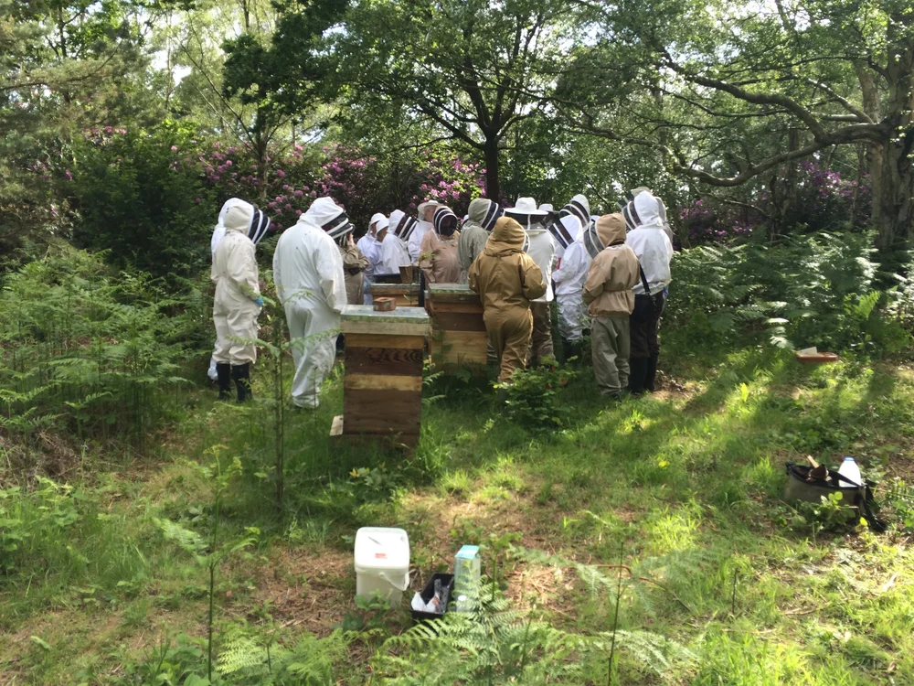 Learn about the story of The Noble Bee — The Noble Bee