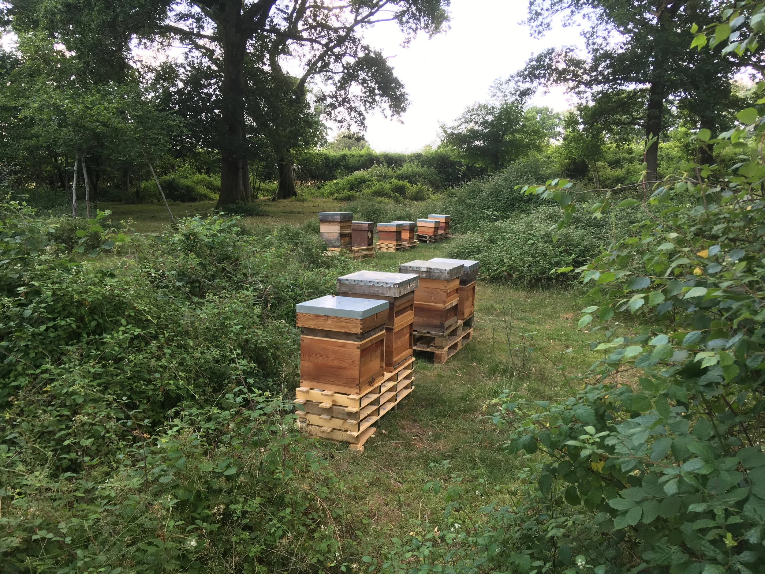 Learn about the story of The Noble Bee — THE NOBLE BEE