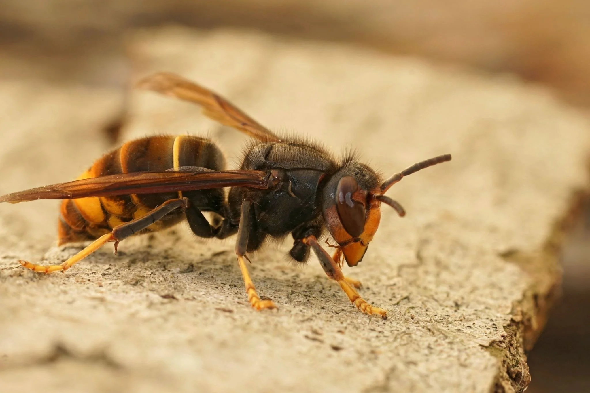 The Noble Bee. New Forest Honey.