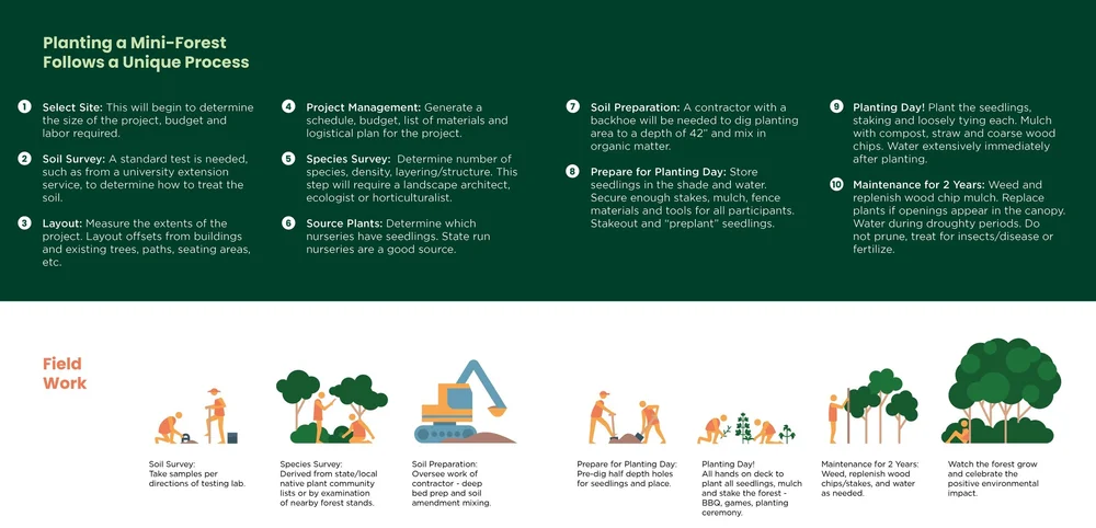 Mini-Forests Offer a Fast-Track to Achieving Decarbonization — MKSK ...