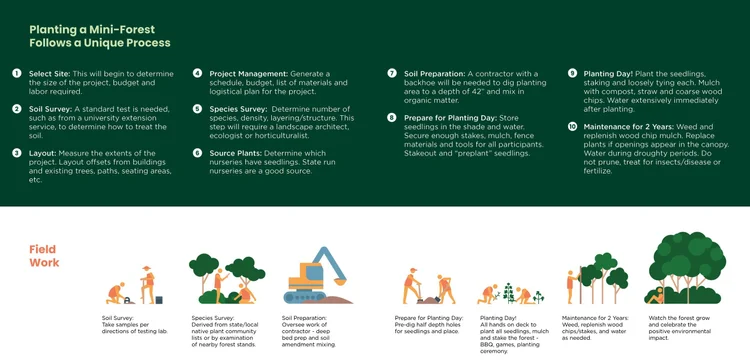 Mini-Forests Offer a Fast-Track to Achieving Decarbonization — MKSK ...