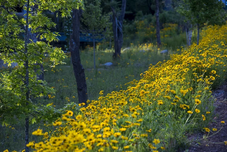 Unity Park — MKSK | Planning, Urban Design, & Landscape Architecture