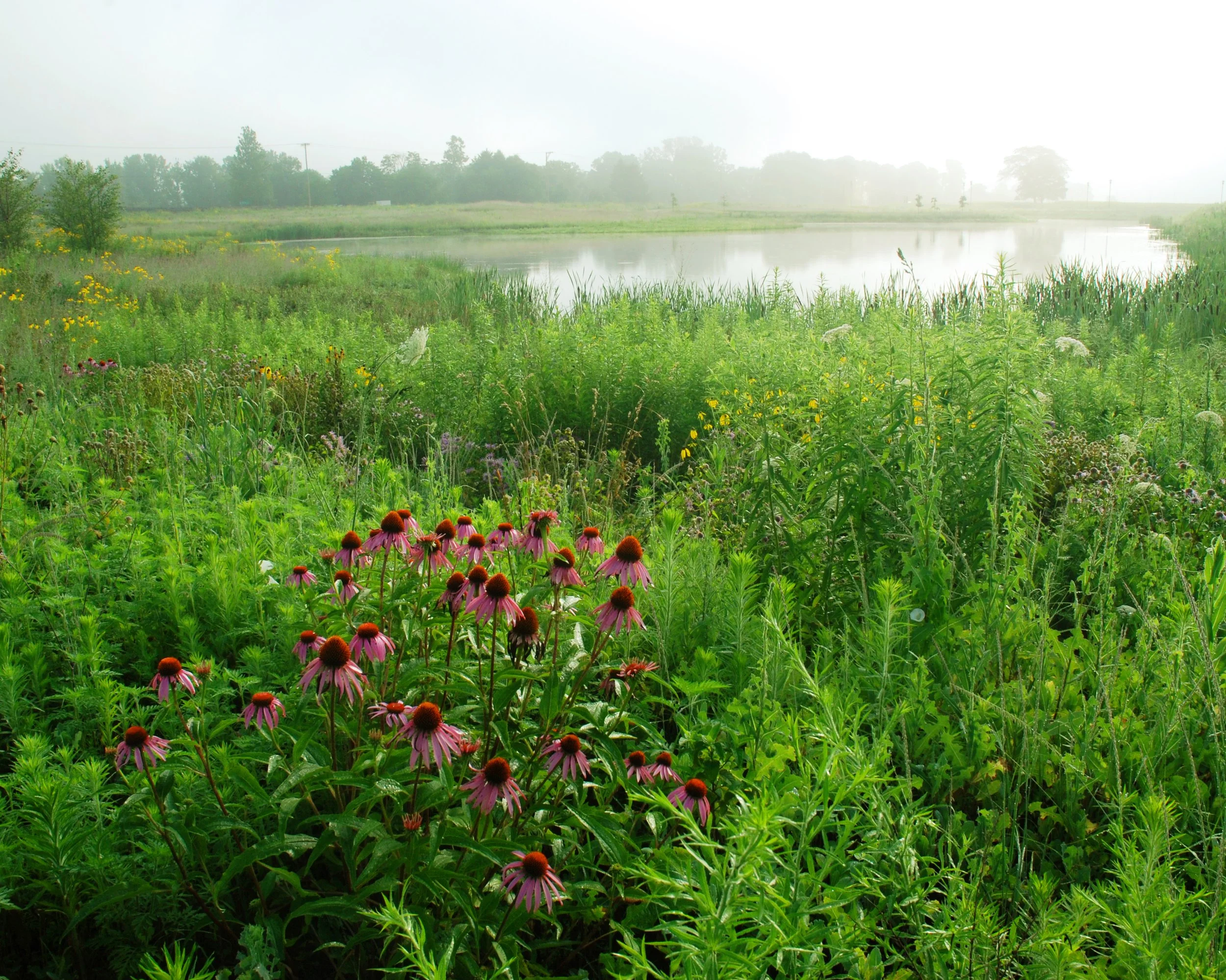 The Carbon Sequestration Benefit from Wetlands has Positive Impacts to ...