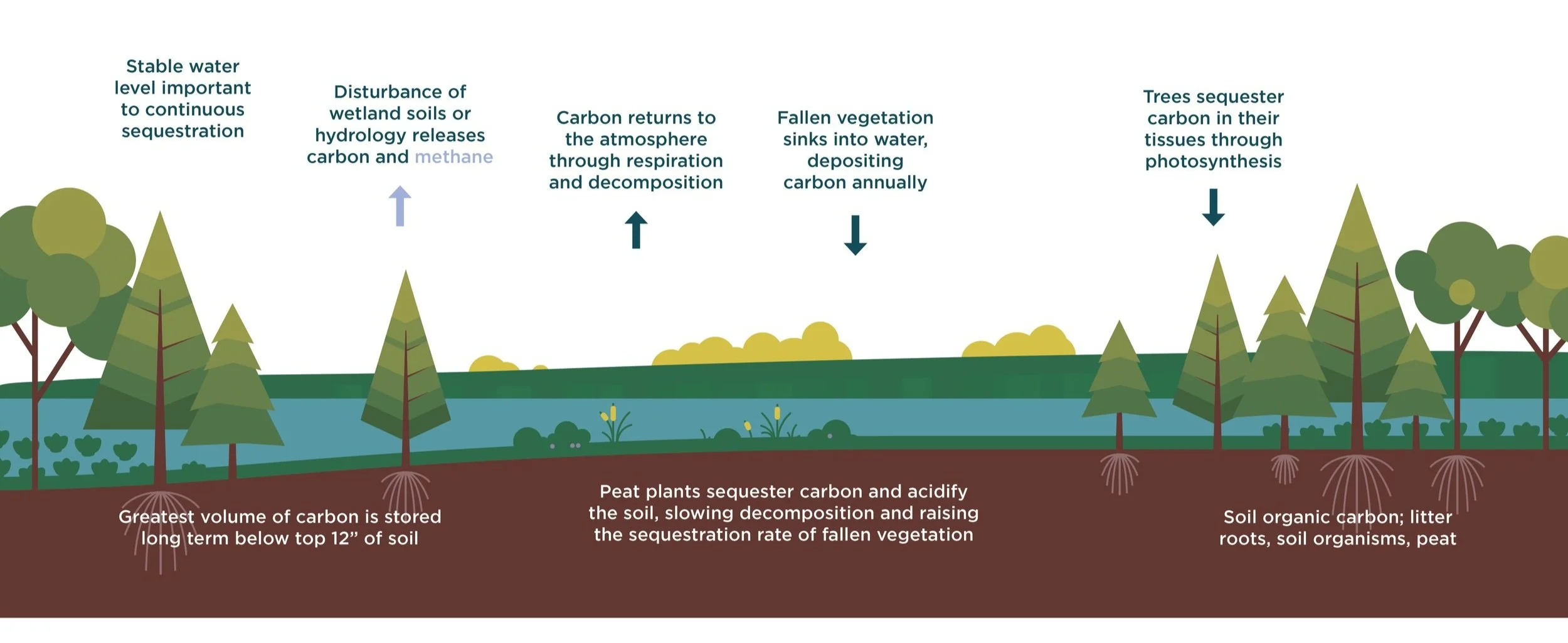 The Carbon Sequestration Benefit from Wetlands has Positive Impacts to ...