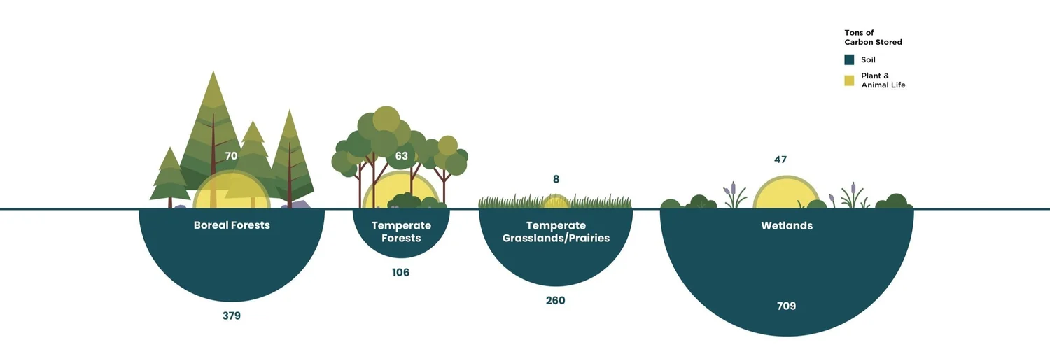 The Carbon Sequestration Benefit from Wetlands has Positive Impacts to ...