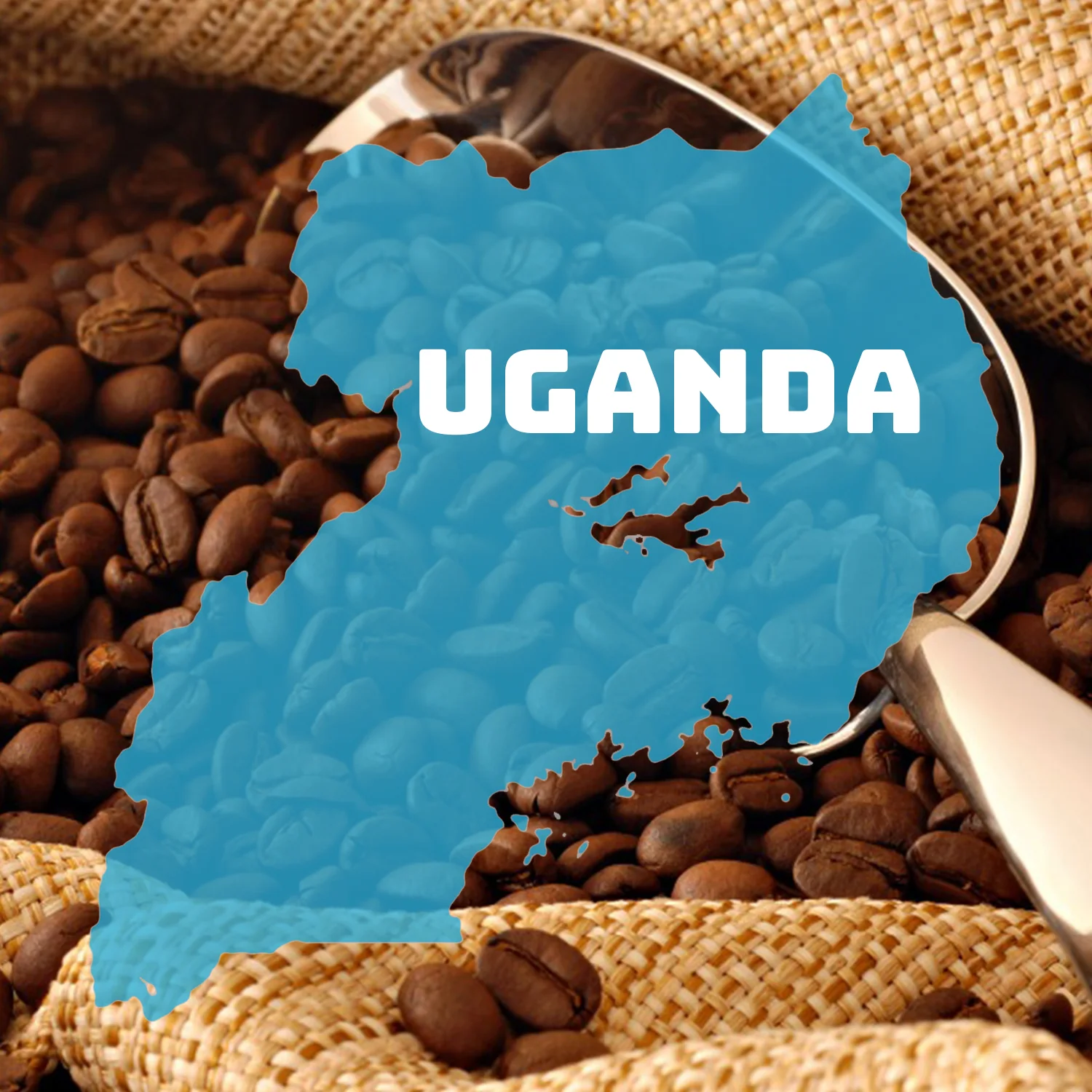 Coffee Beans — TradeWind Coffee Co.