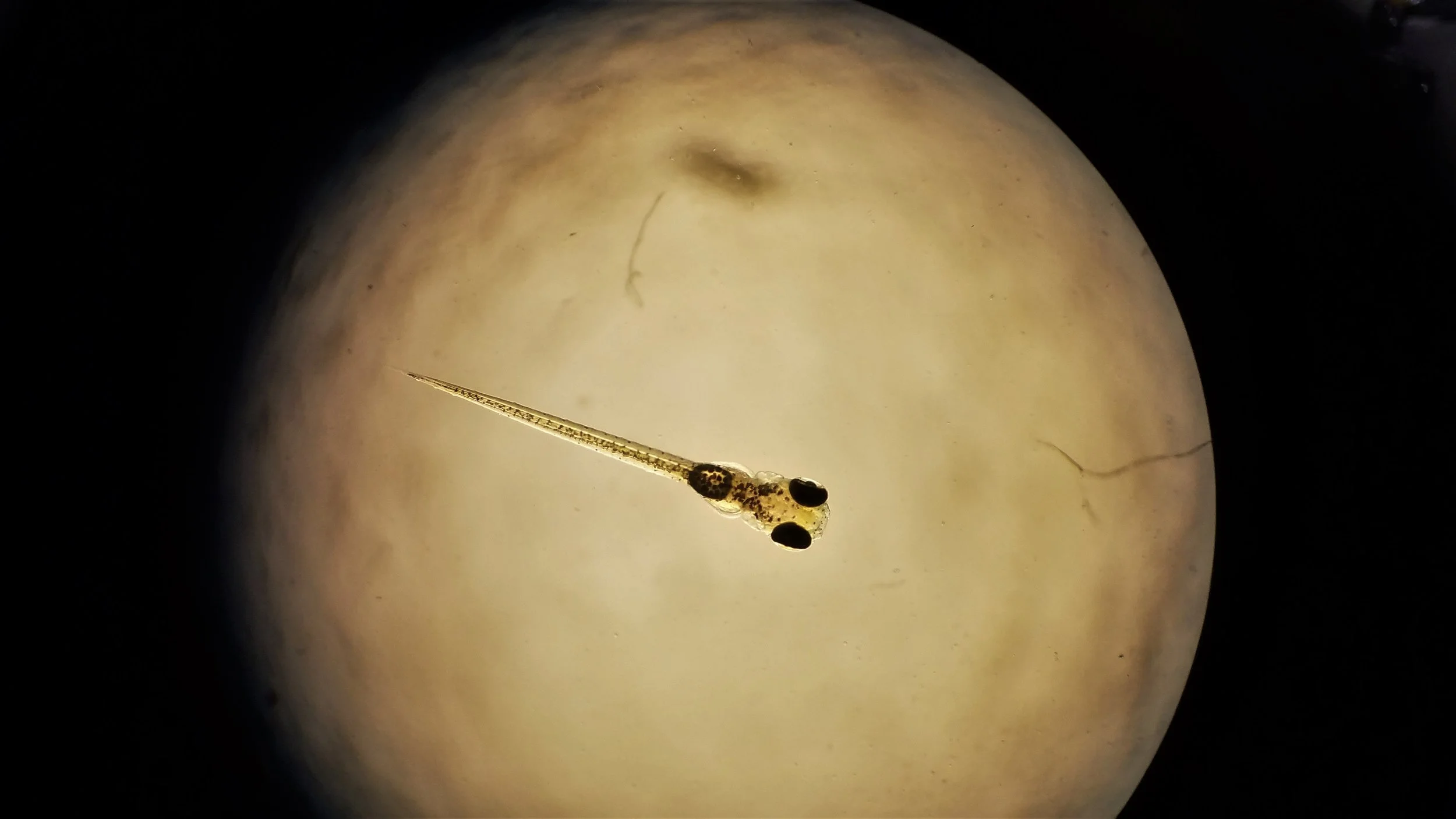 The Cornell Laboratory