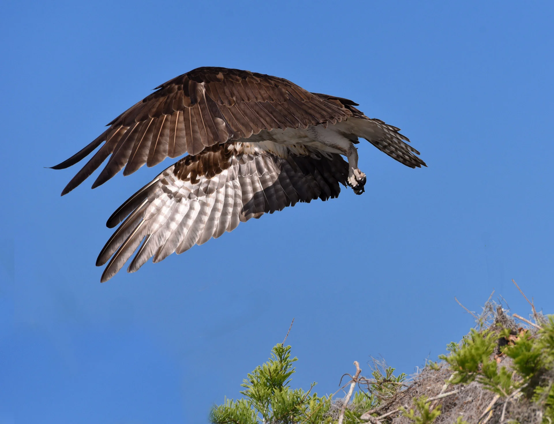 Eagles & Ospreys — McKenney's Light