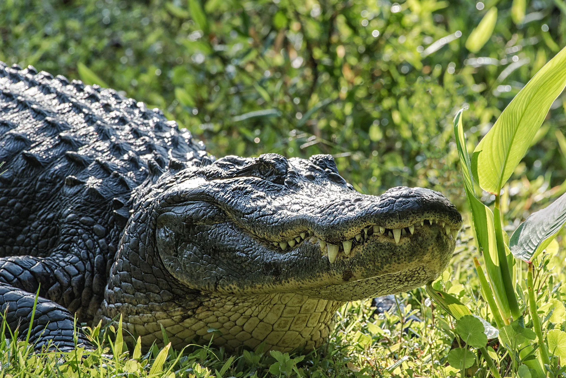 Gators, Bears, & Wolves (AKA Big Teeth) — McKenney's Light