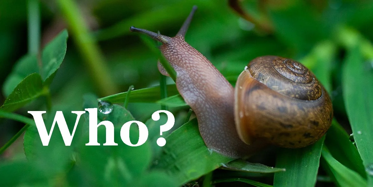 Programming Overview — Red Oaks Forest School