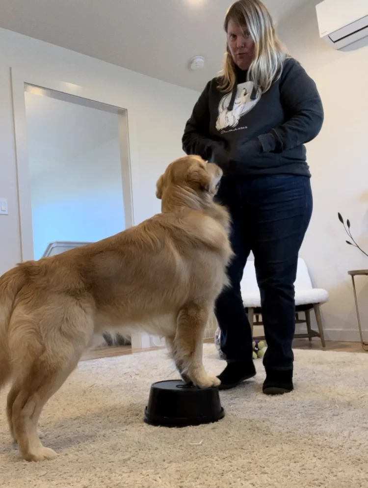 AKC Fit Dog Level 1 — The Hiker Pup