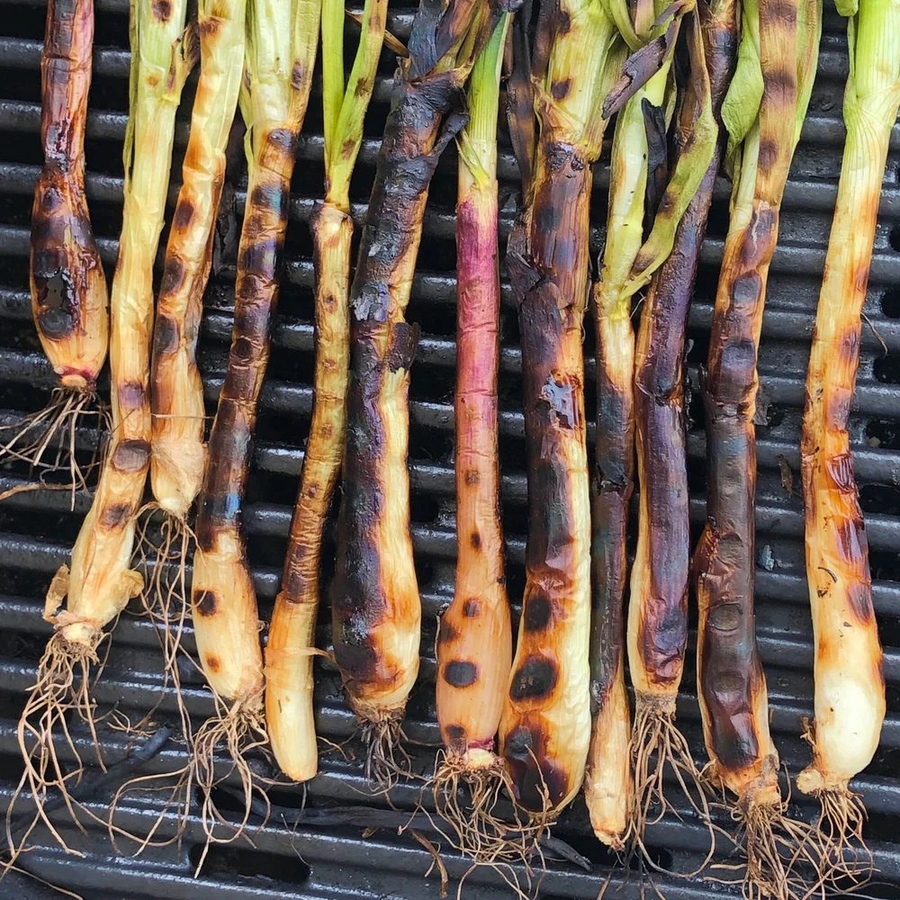 CHAR GRILLED CALCOTS WITH CREAMY HERB SAUCE — Torello Farm