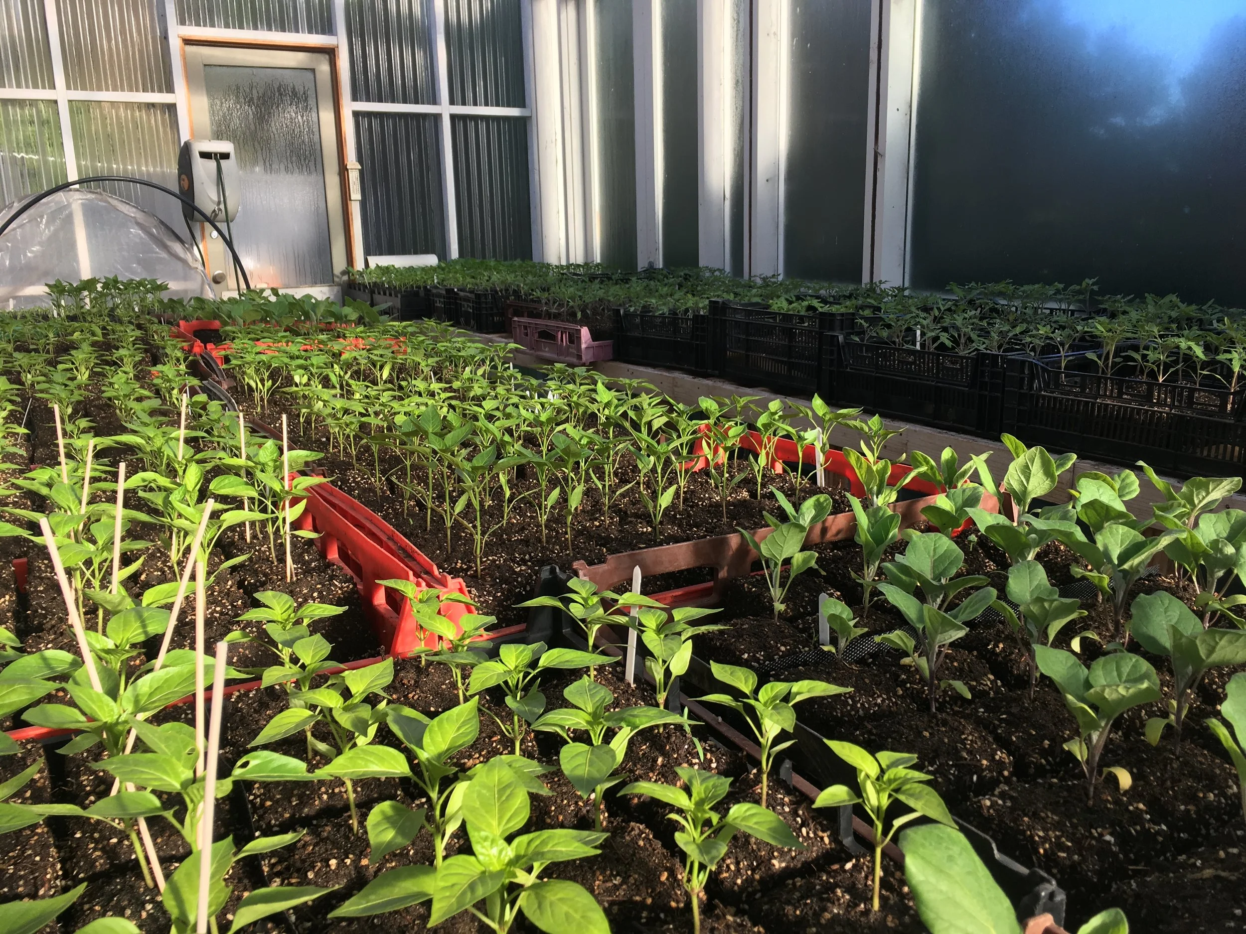 Workshops — Torello Farm