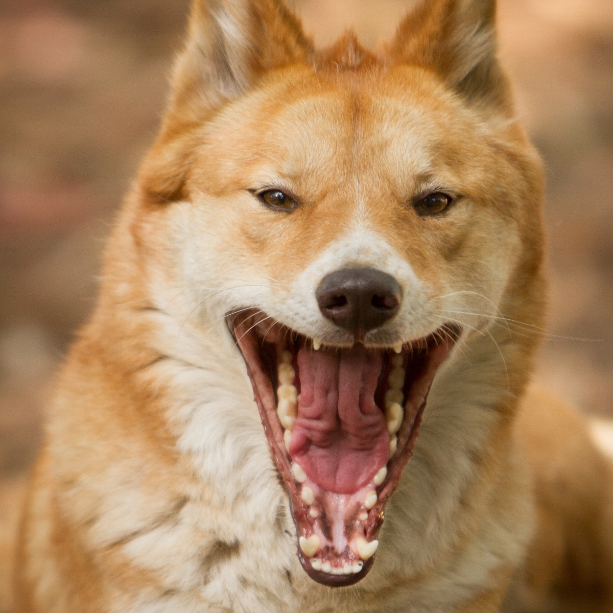 Angry Dingo