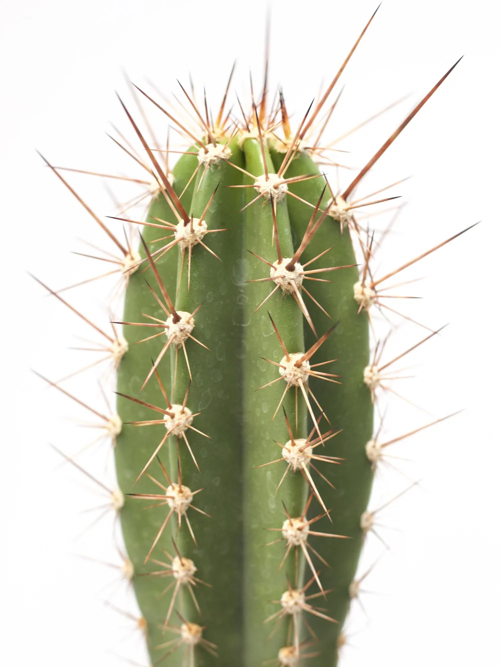 Stetsonia Coryne