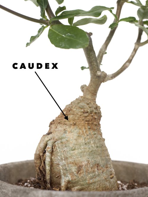 C & E | Introduction to Caudiciforms