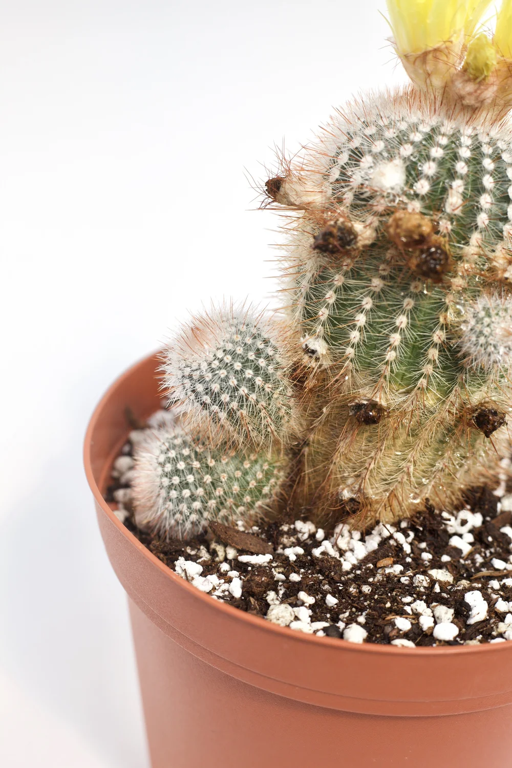 Ball Cactus