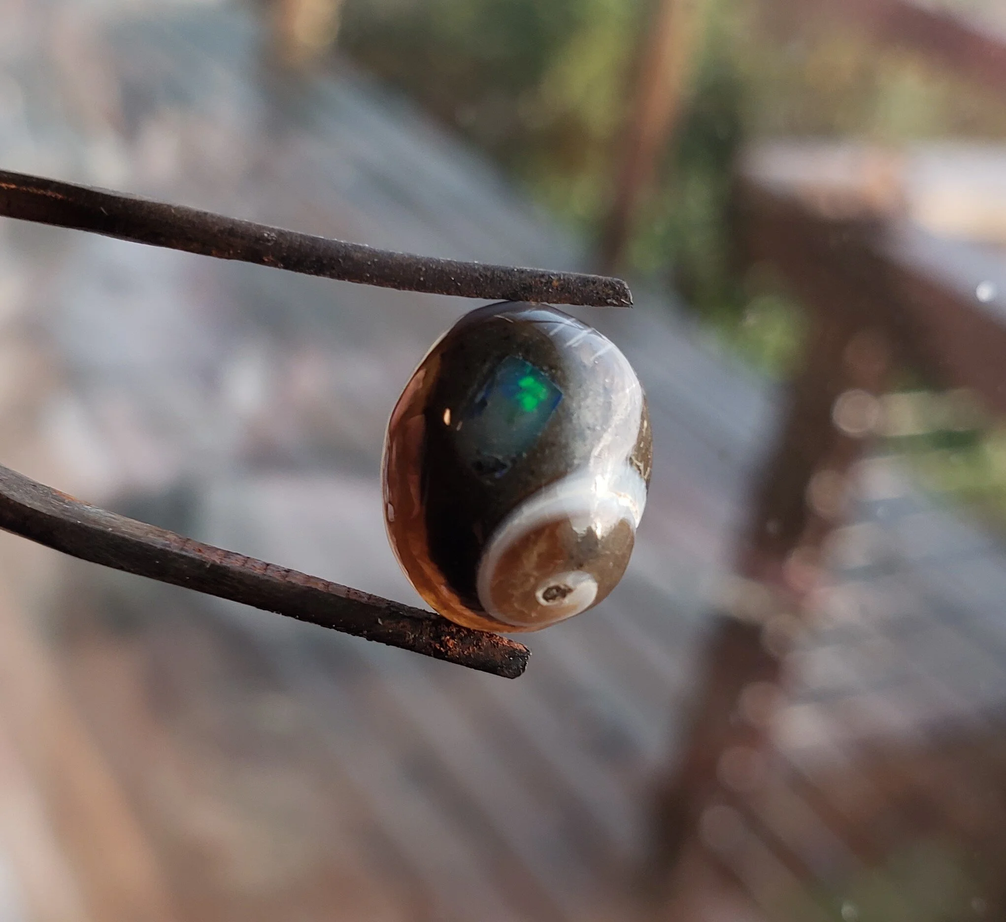Fossil Shell Inlay with Opal — Ozone Fine Art Ventures