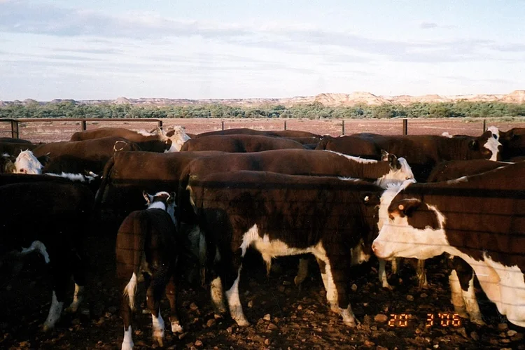Arckaringa — Williams Cattle Company