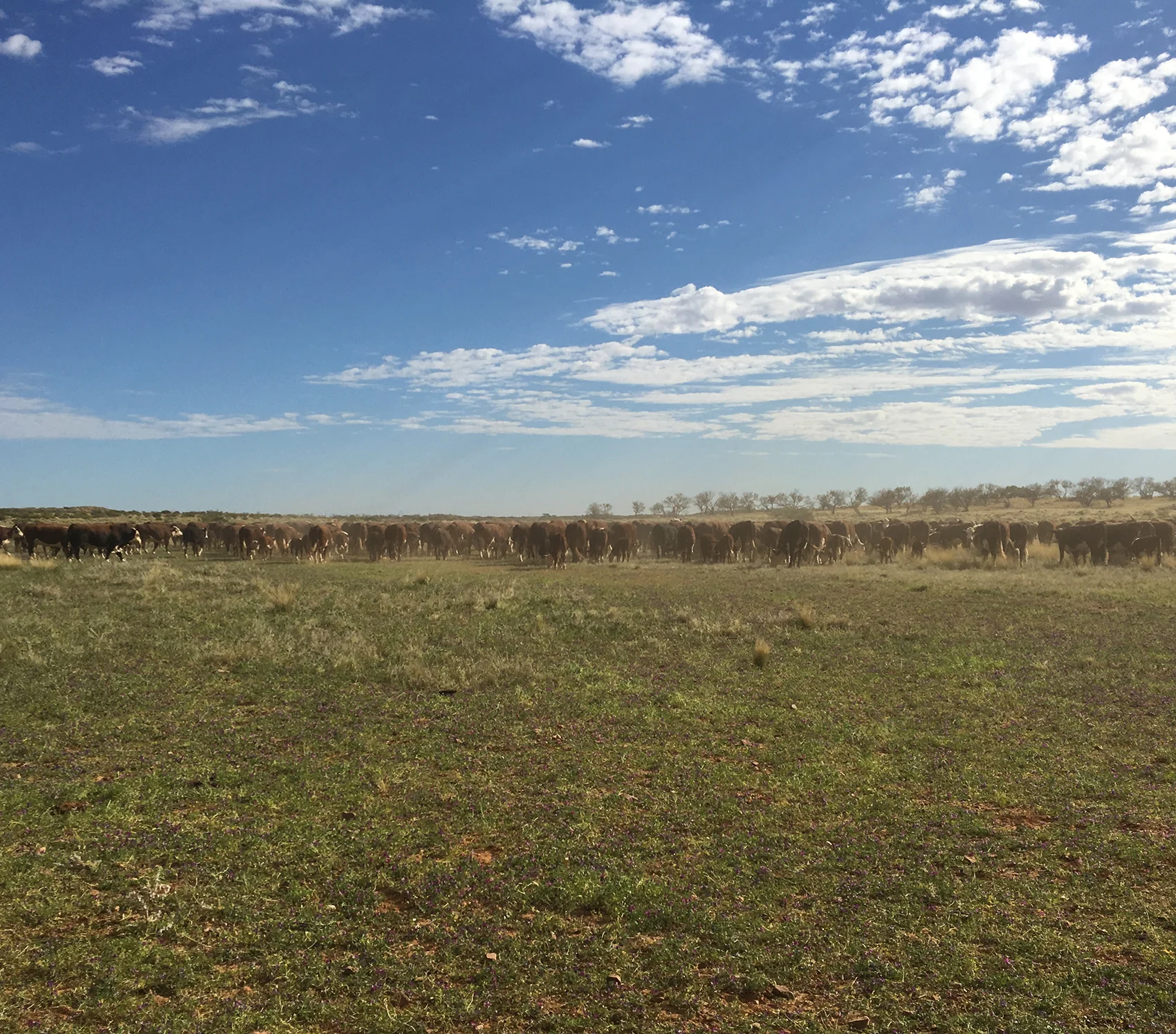 Anna Creek — Williams Cattle Company