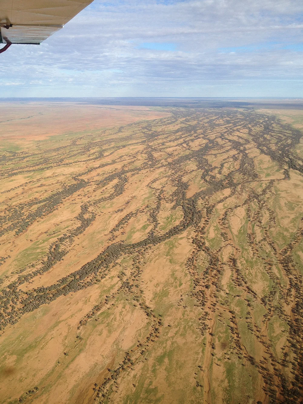 Arckaringa — Williams Cattle Company