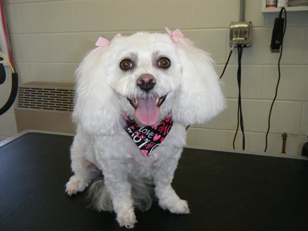 Penny's Pooch Parlor