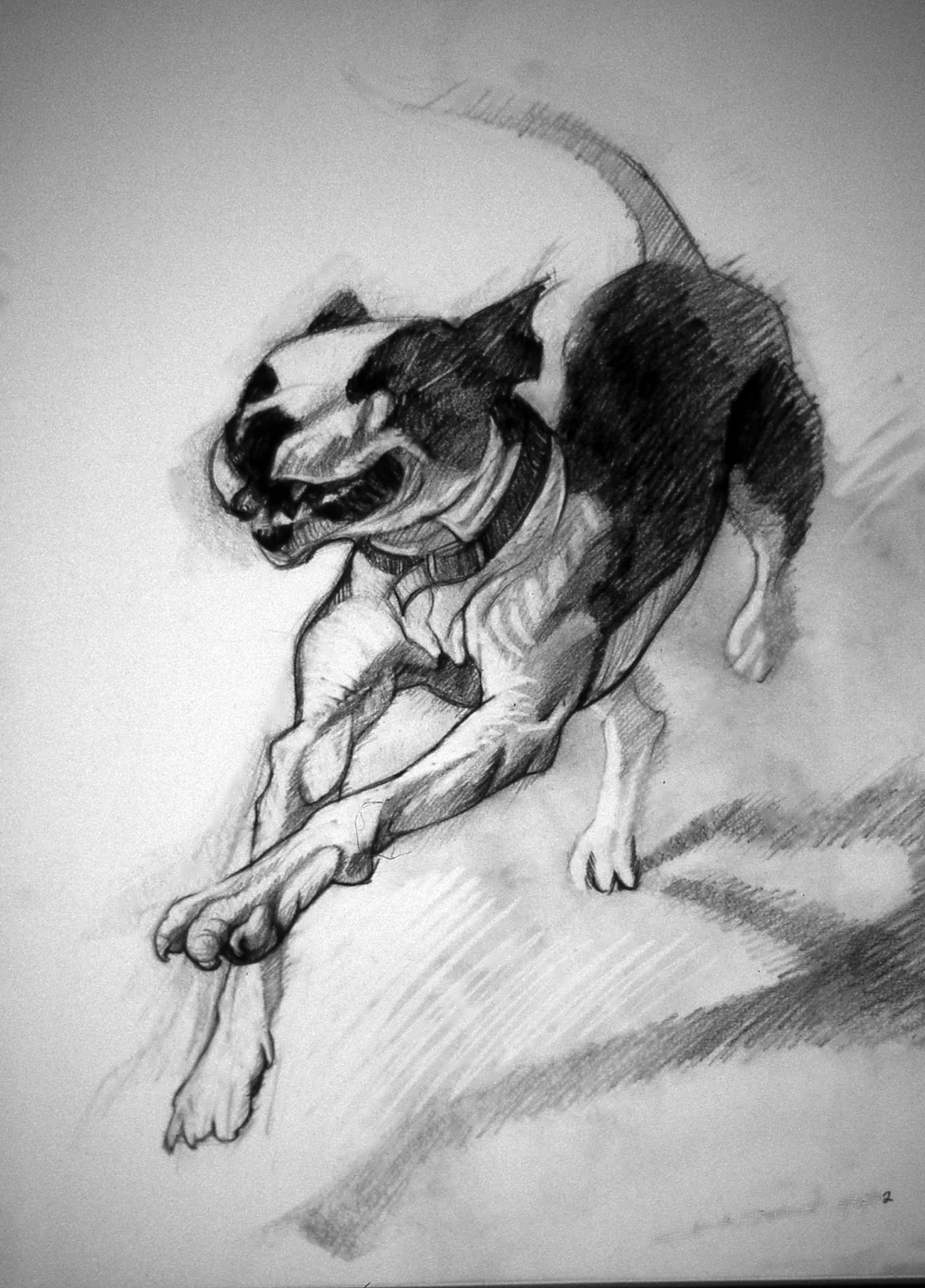 Running Husky Drawings