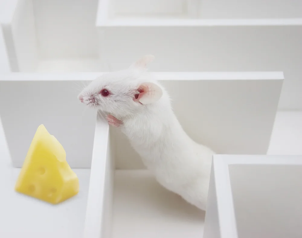 White Mouse In A Maze