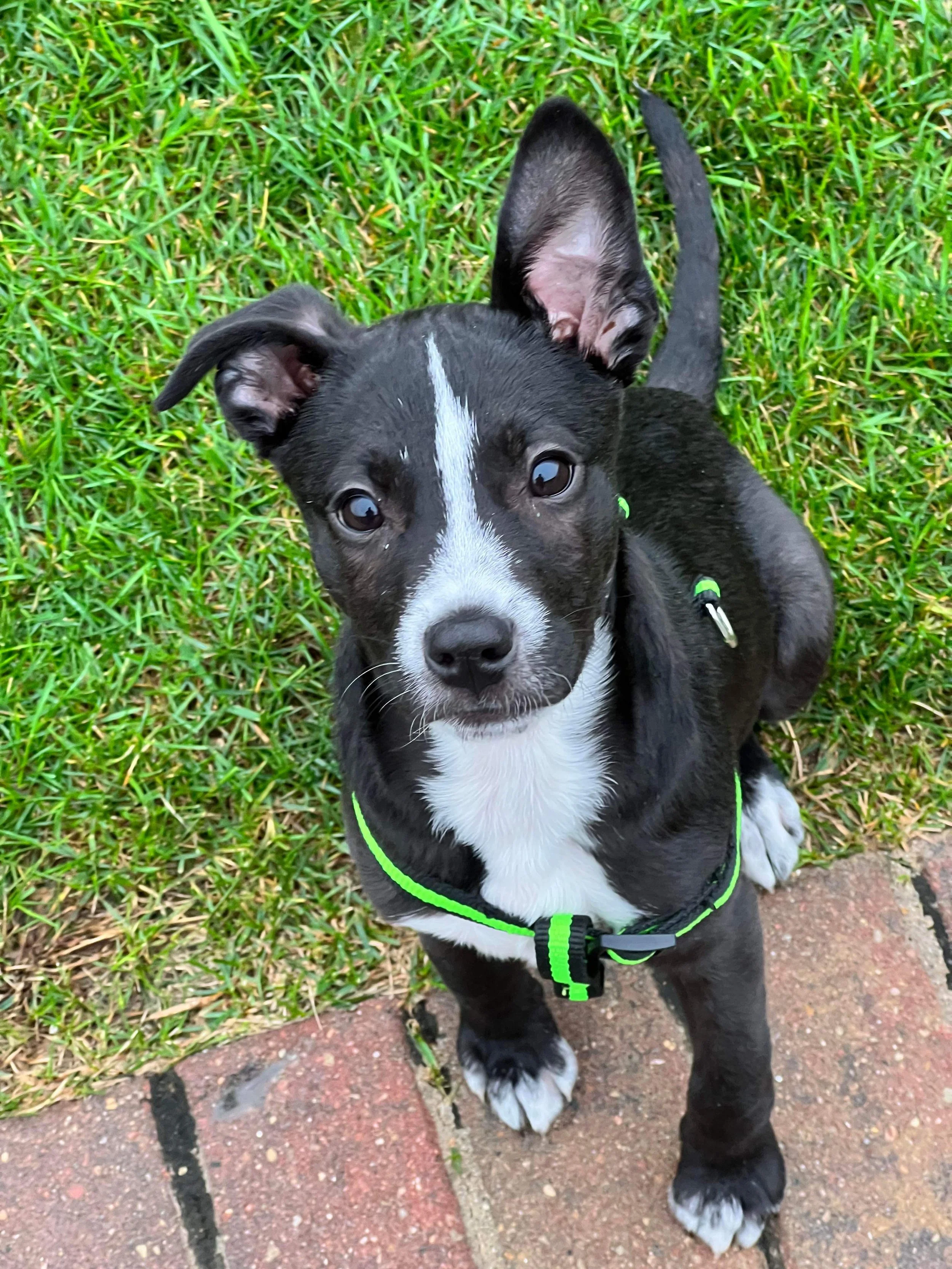 Adoptable Dogs — Lucky 7 Dog Rescue