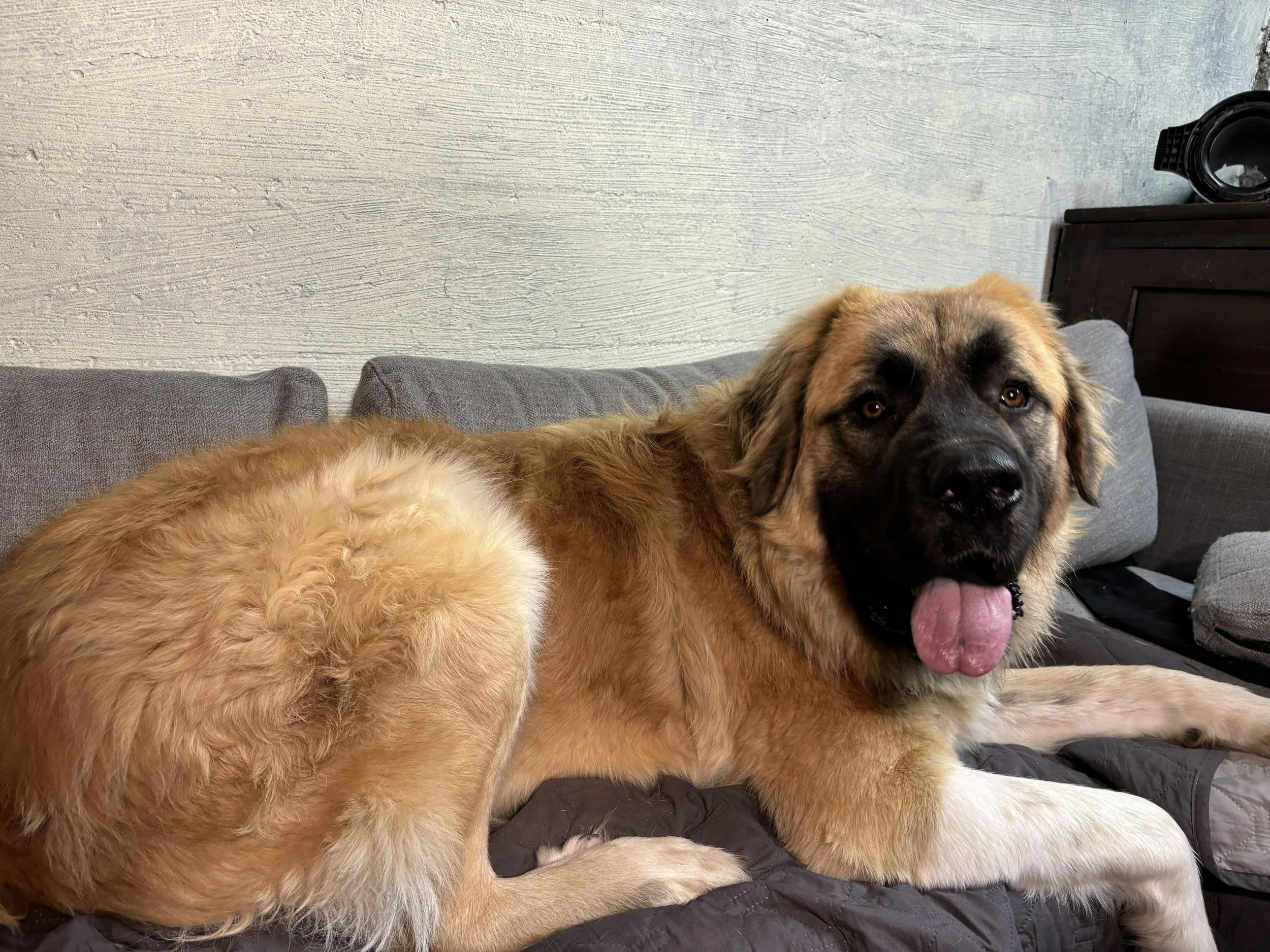 Adoptable Dogs — Lucky 7 Dog Rescue